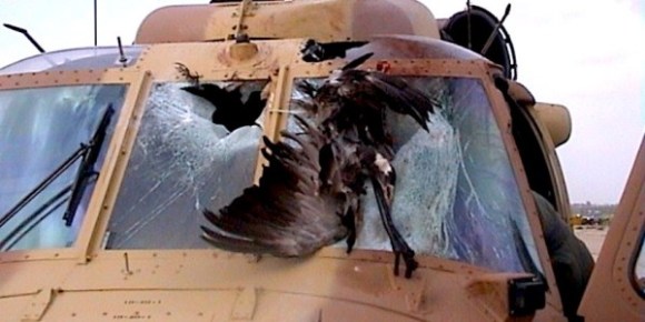 Air Force Deploys ‘Bird Cannon’ In Opening Salvo Of Global War On Geese ...