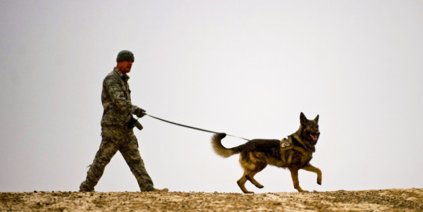 The Forgotten Heroes Of America’s Past Wars: Military Working Dogs ...