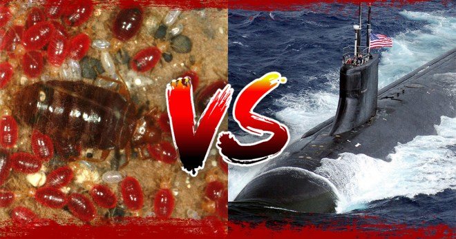 Bed bugs have infested a submarine. Here's what the Navy is doing