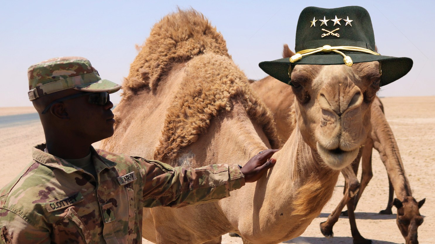 The bizarre yet true story of the US Army Camel Corps
