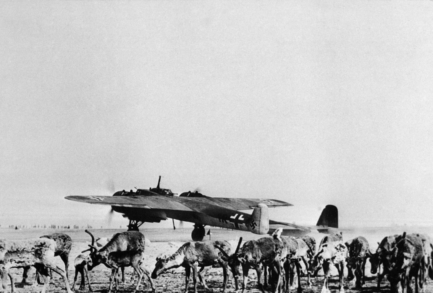 How a battalion of reindeer helped defeat the Nazis in World War II