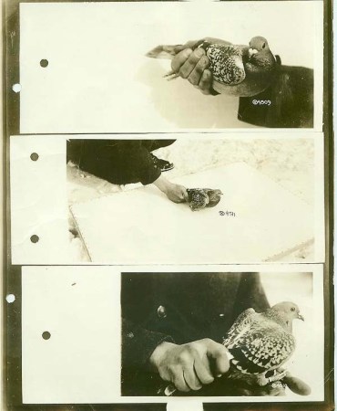 Why the Navy carried pigeons aboard its first aircraft carrier