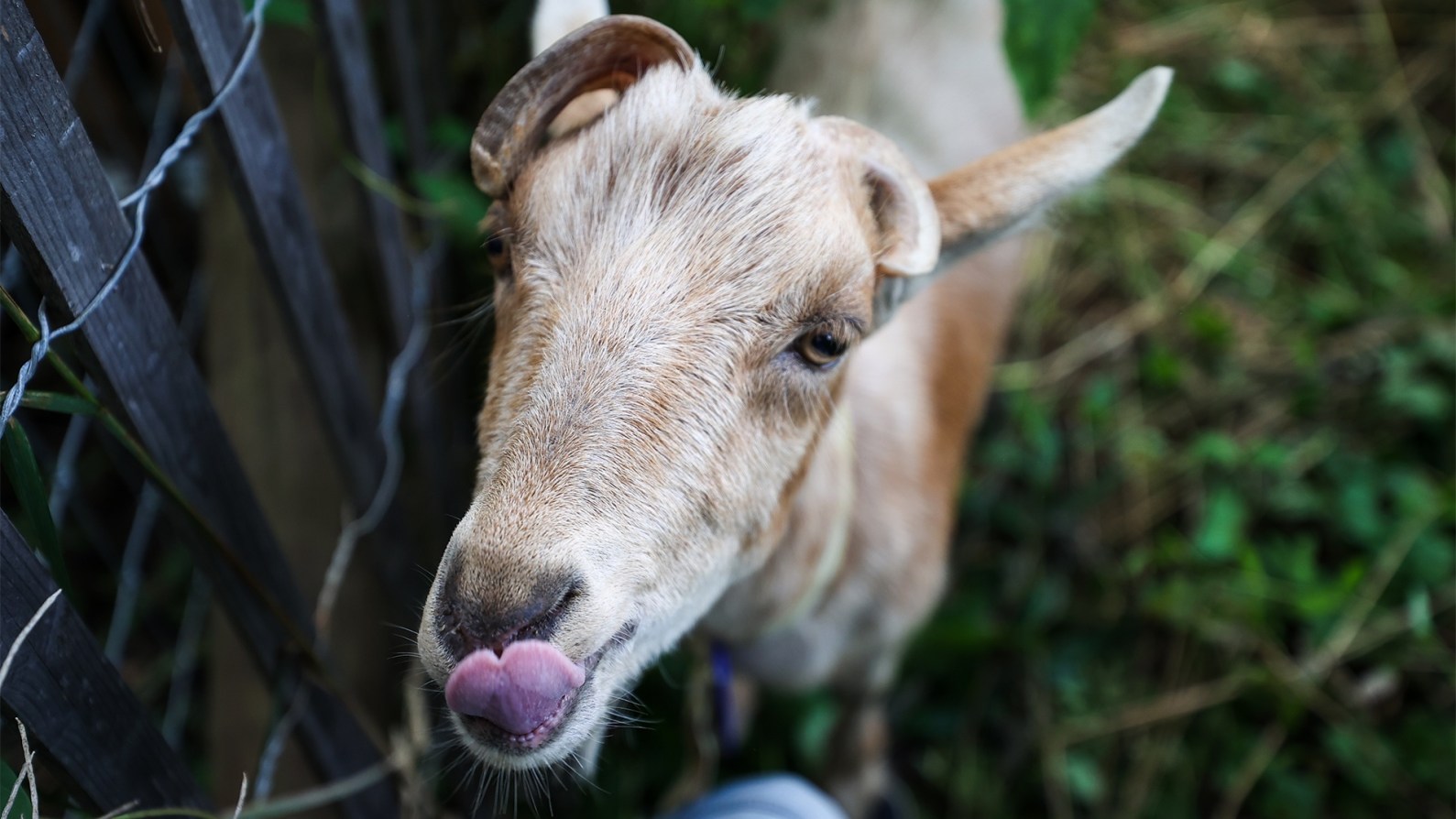Ukraine's new (and probably fake) war hero is a goddamn goat