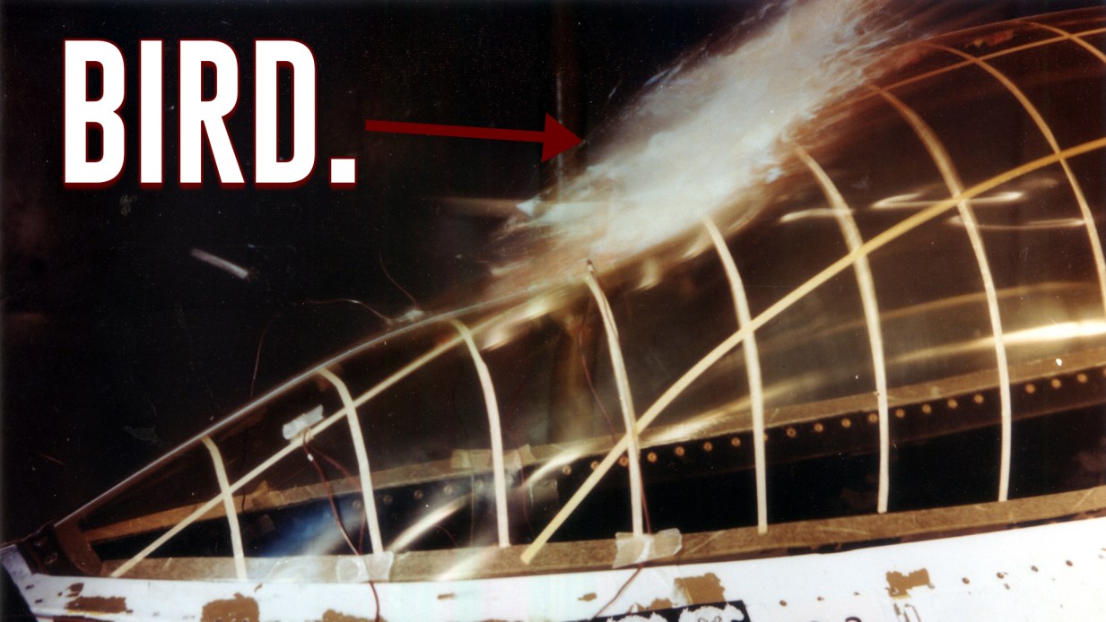 The Air Force has a ‘chicken gun’ that launches dead birds at 700 mph