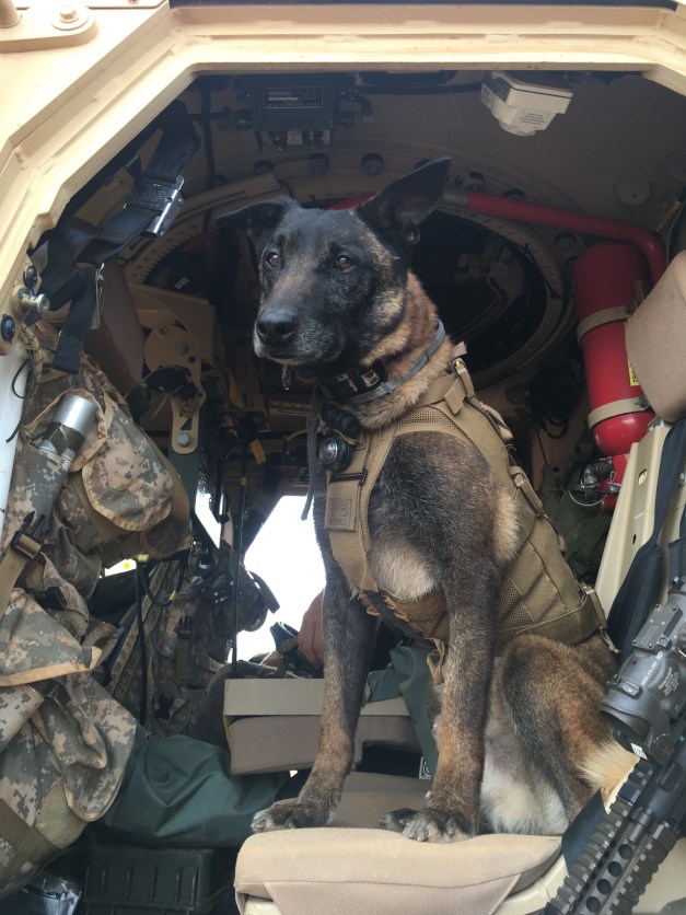 Congress honors heroic MARSOC working dog with 4 deployments