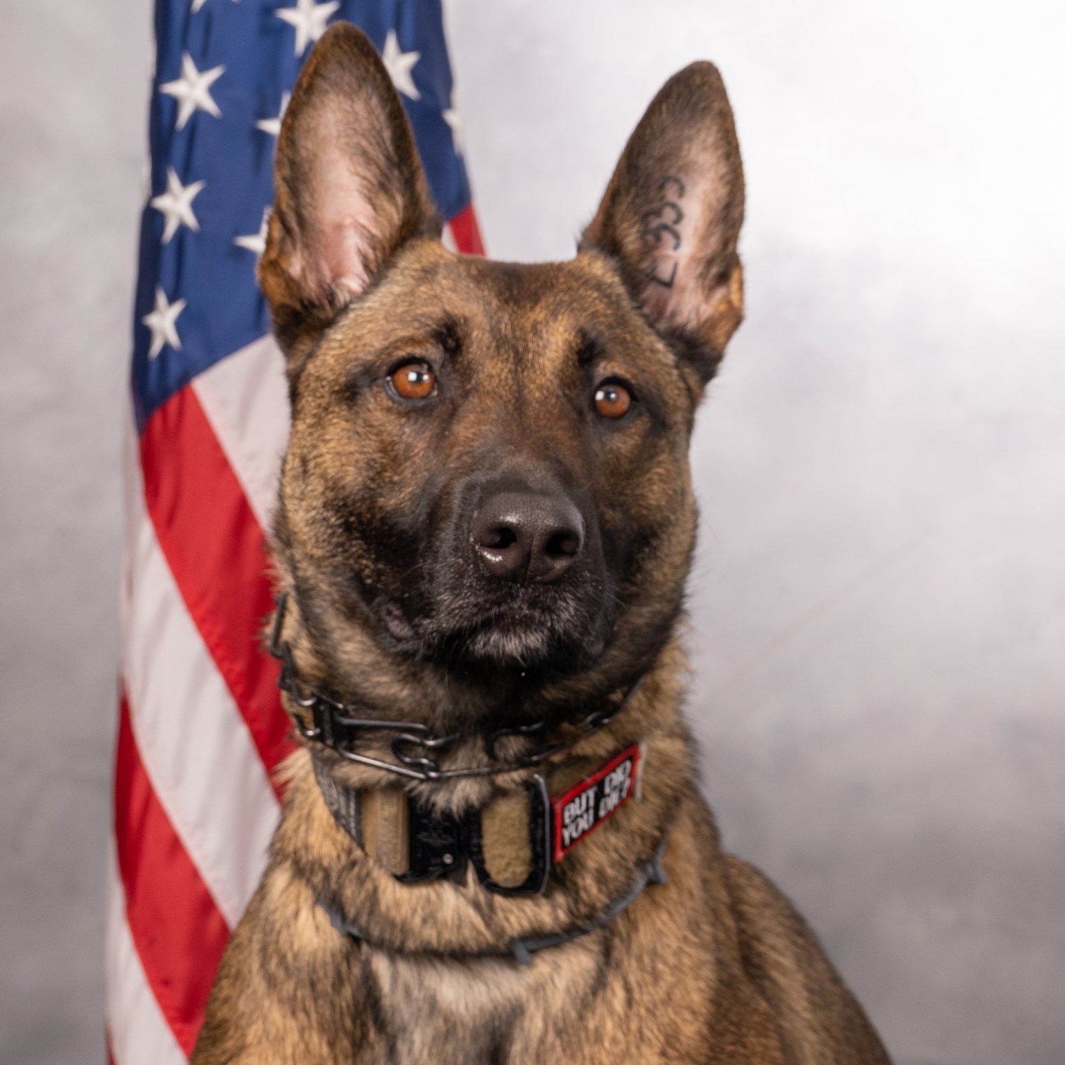 These Military Working Dogs took their official portraits