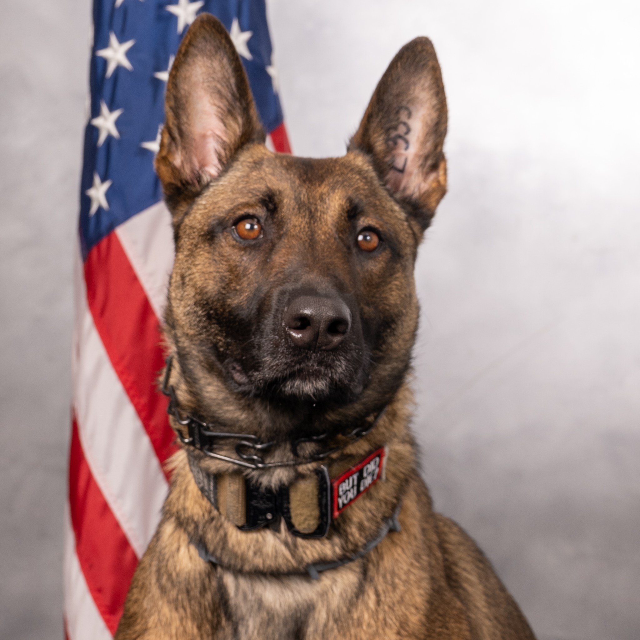 These Military Working Dogs took their official portraits