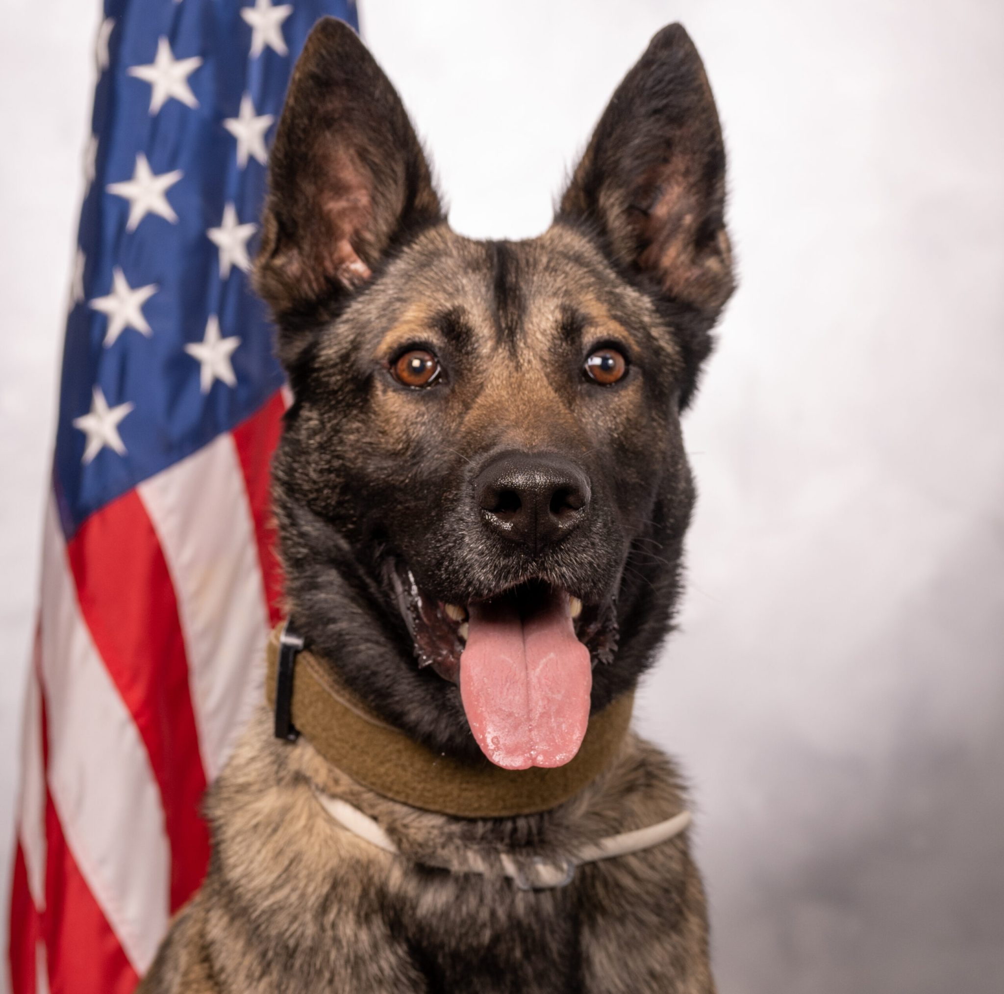 These Military Working Dogs took their official portraits