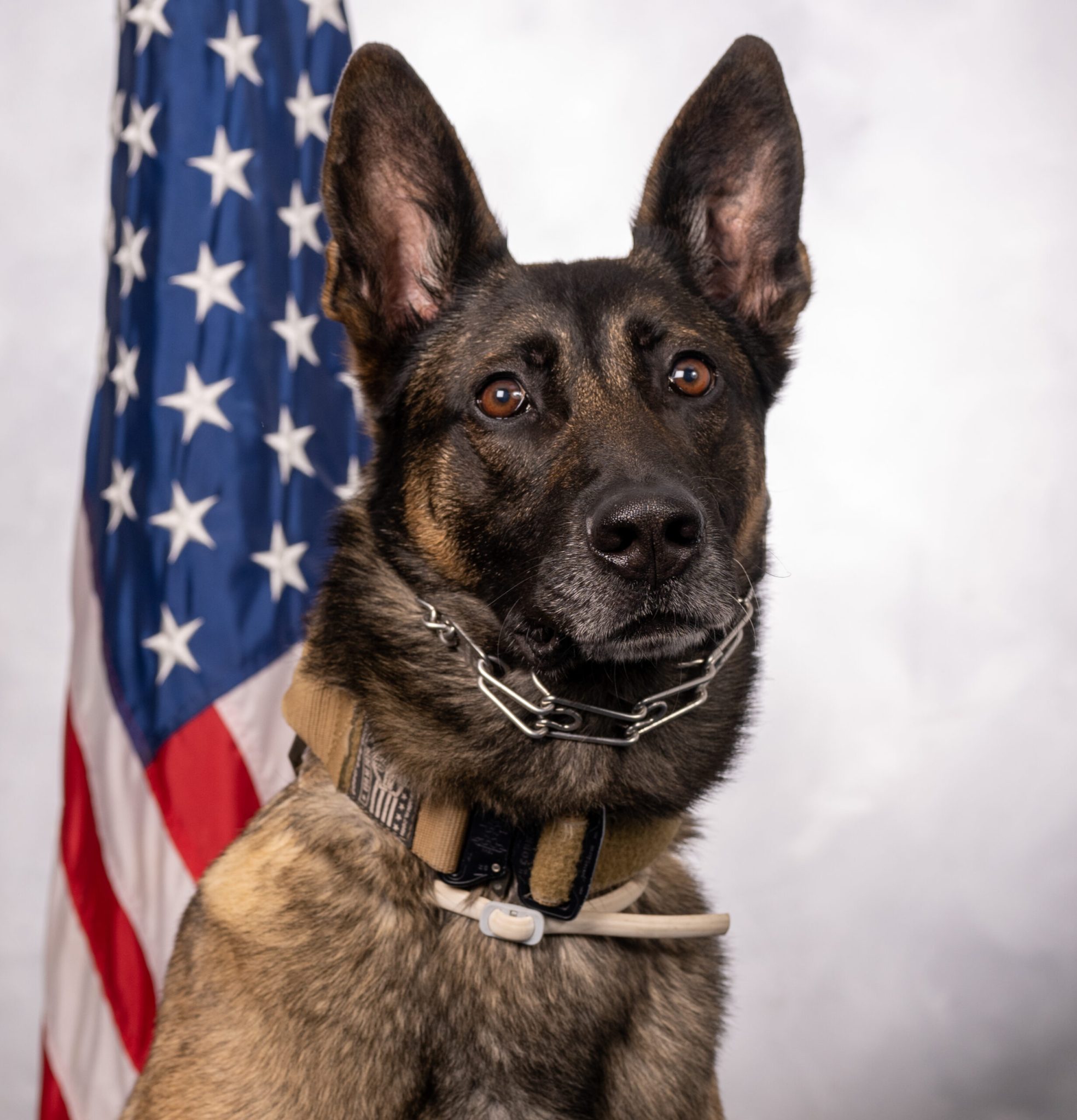 These Military Working Dogs took their official portraits