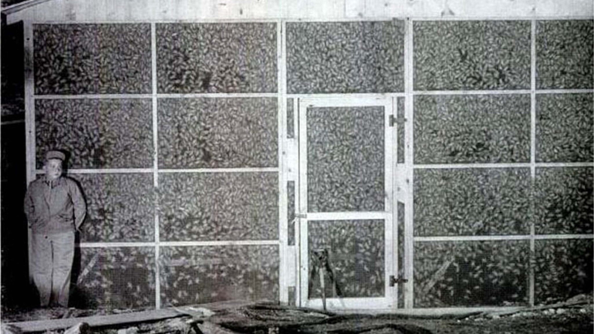 The World War II 'bat bombs' that only burned down a U.S. base