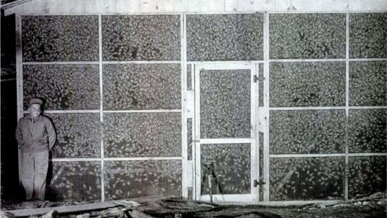 The World War II 'bat bombs' that only burned down a U.S. base